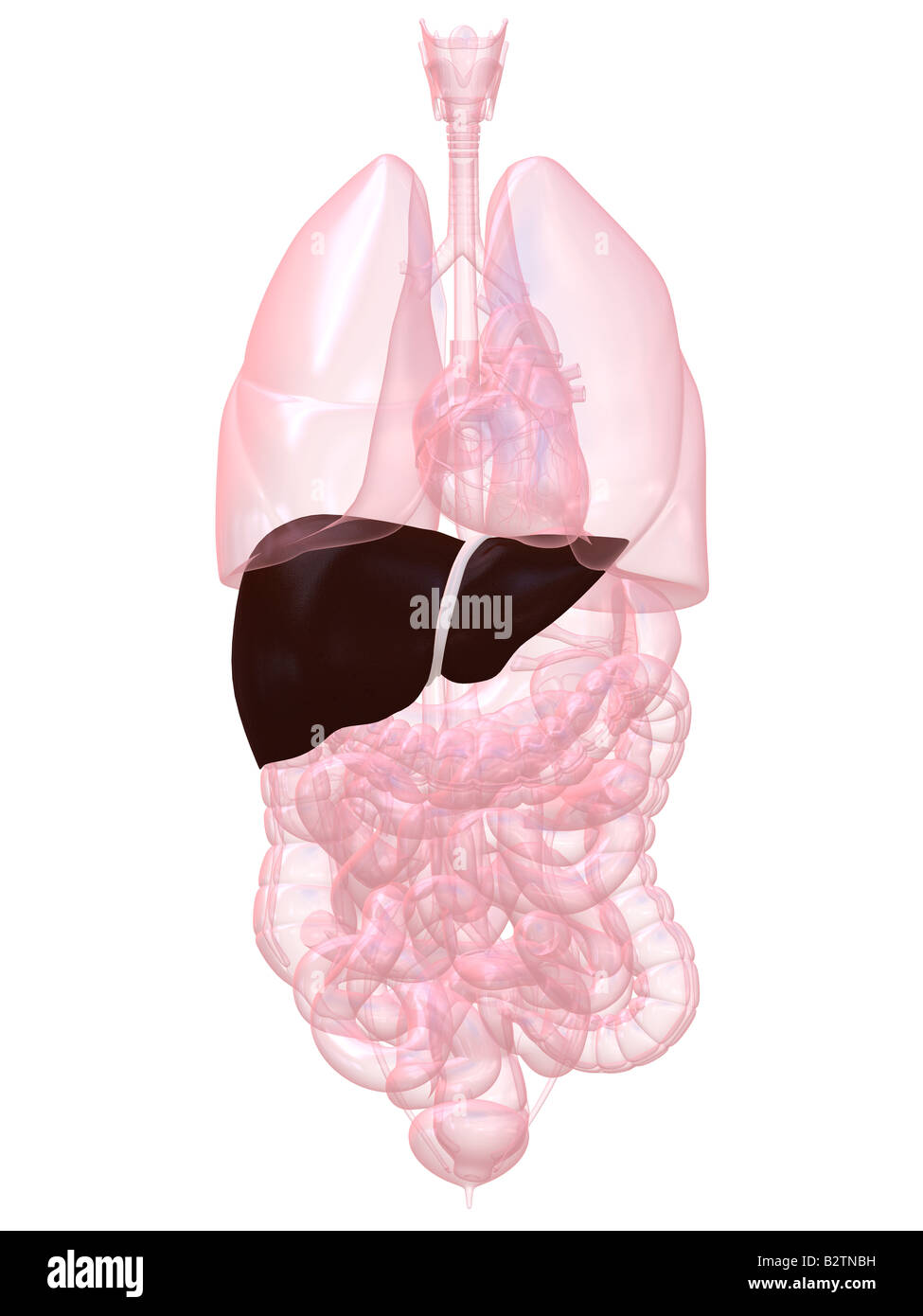 Human liver and gallbladder Cut Out Stock Images & Pictures - Alamy