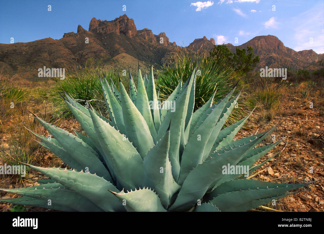 Century Plant in the center of Big Bend National Park Texas Stock Photo ...