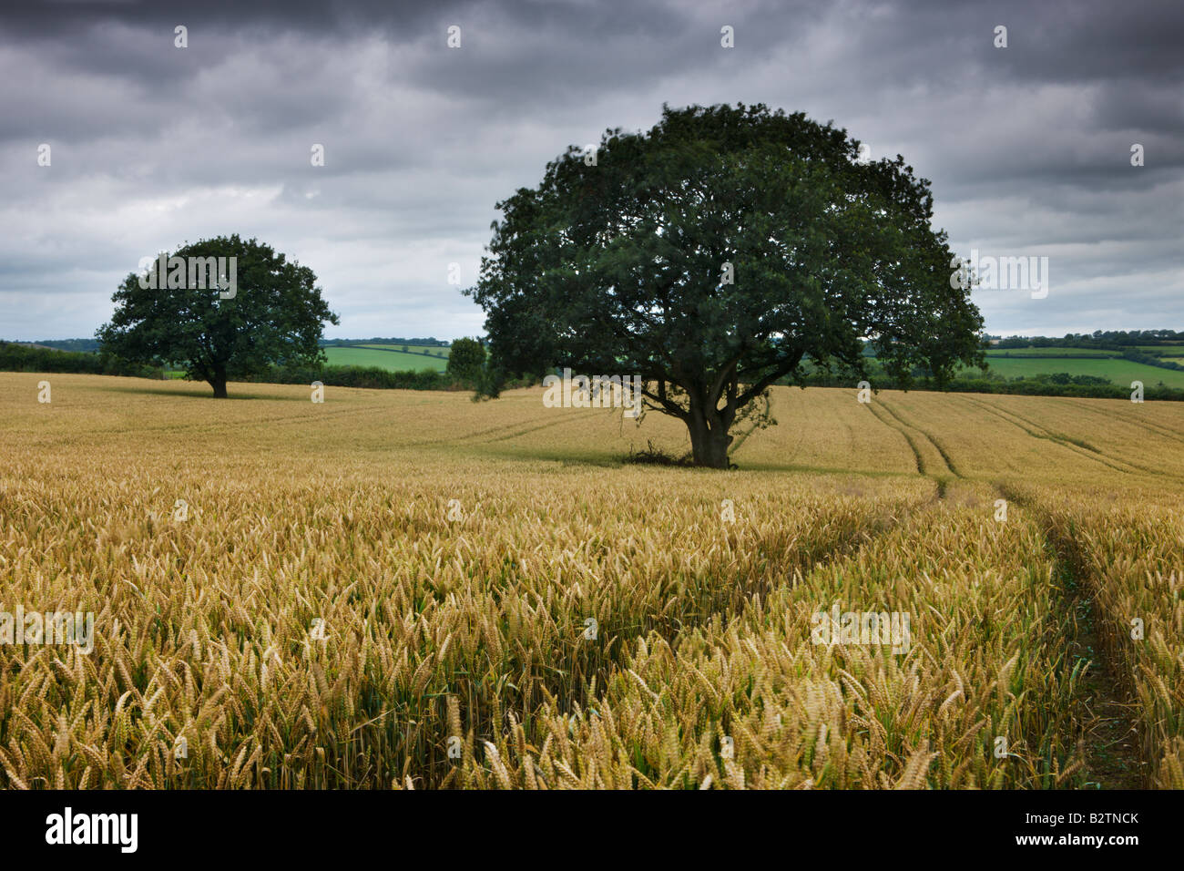 Summer crop field near Chawleigh in mid Devon England Stock Photo - Alamy