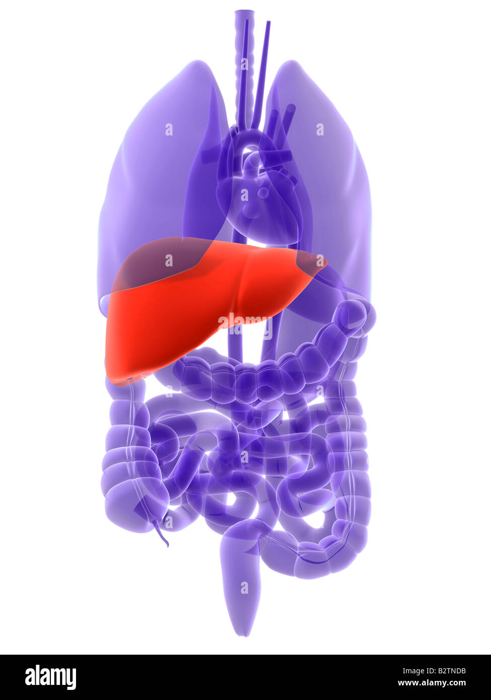 Highlighted liver hi-res stock photography and images - Alamy