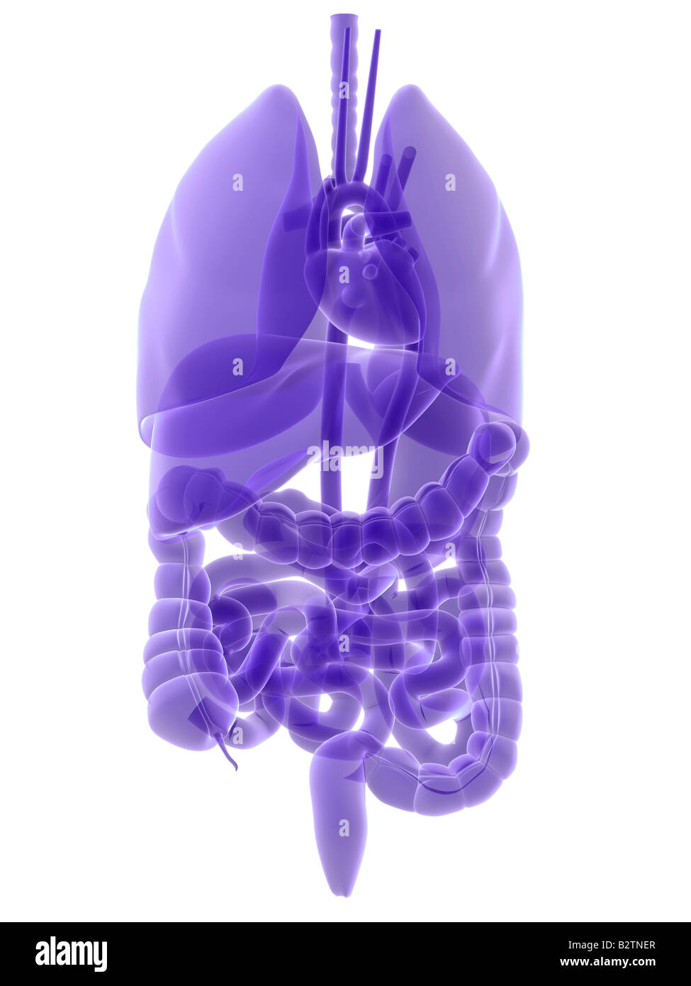 Inflammation of internal organs hi-res stock photography and images - Alamy