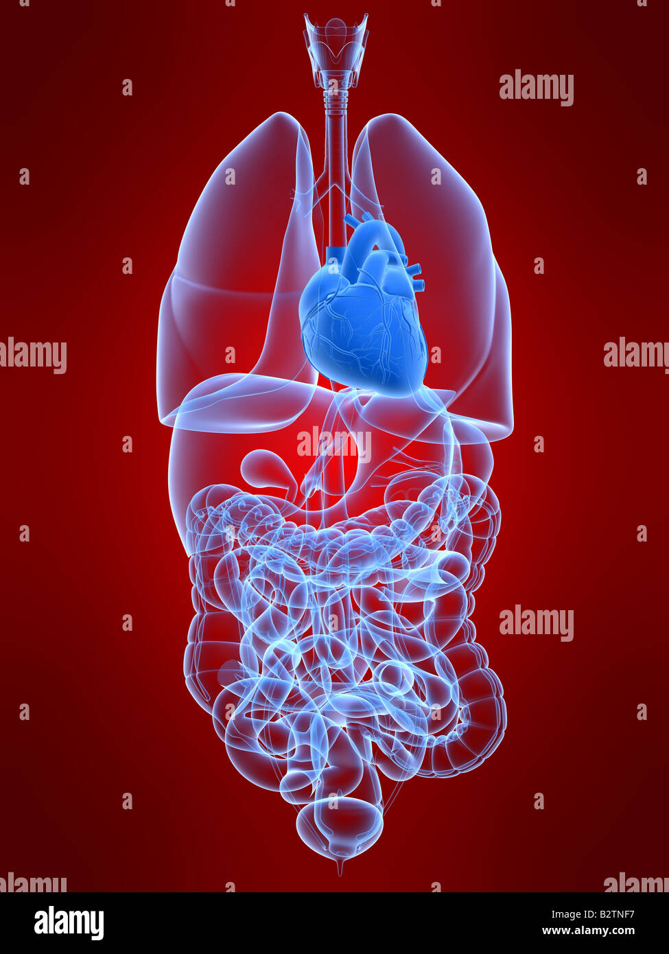 Human heart x ray hi-res stock photography and images - Alamy