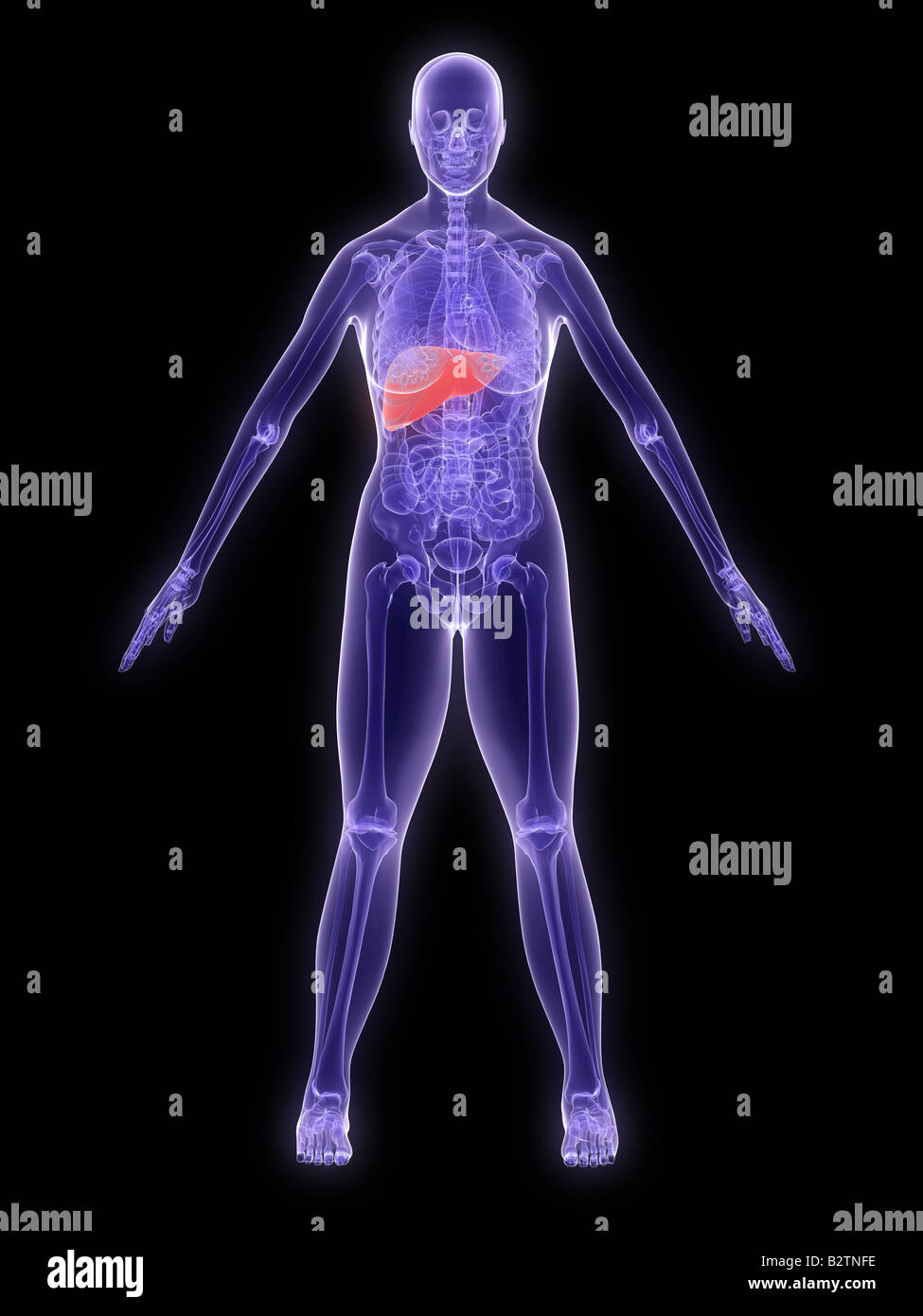 Human anatomy of the liver hi-res stock photography and images - Alamy