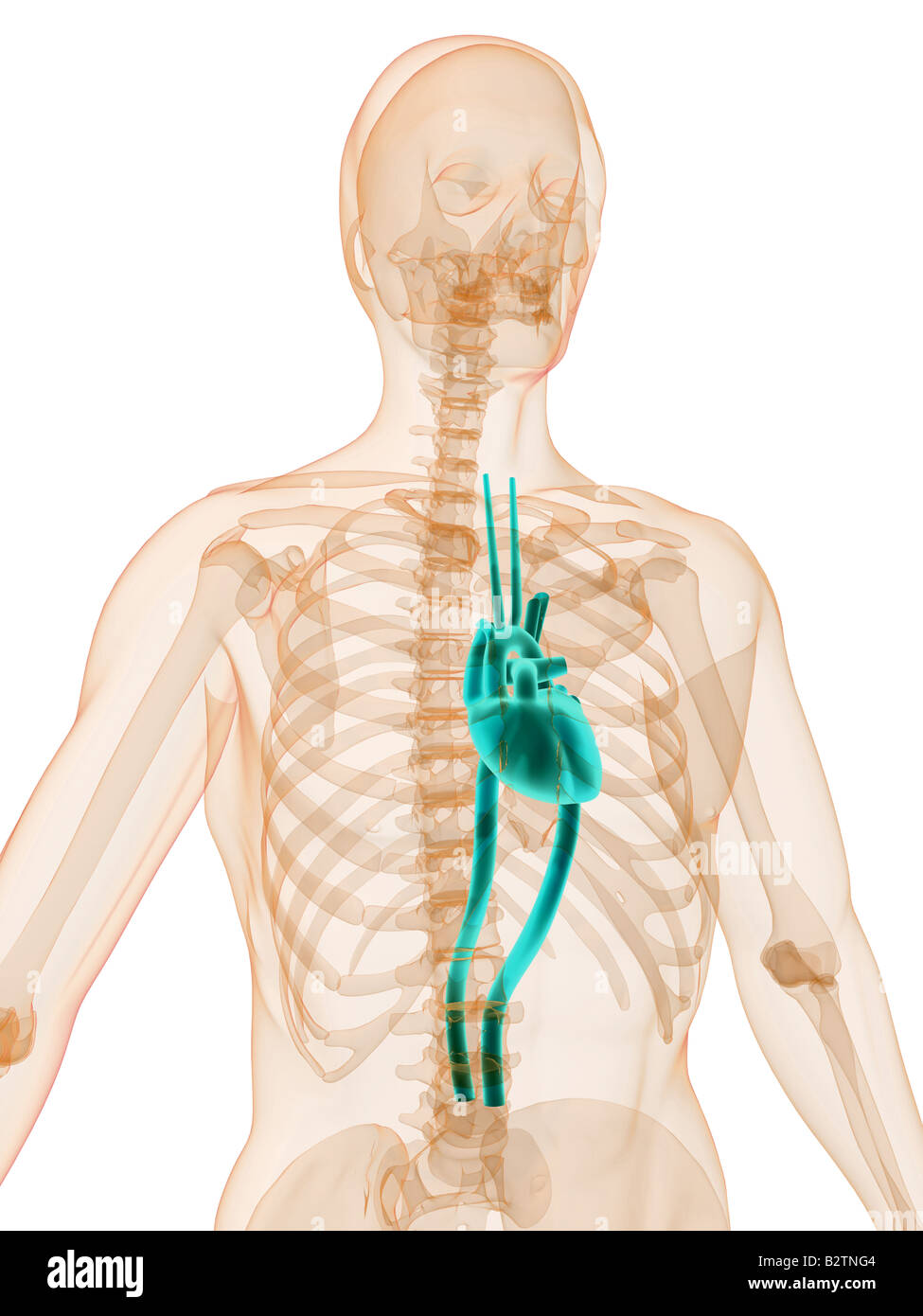 Heart skeleton hi-res stock photography and images - Alamy