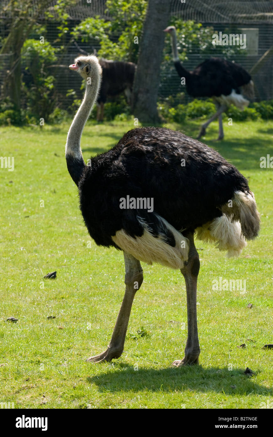Ostrich in wildlife park Stock Photo - Alamy