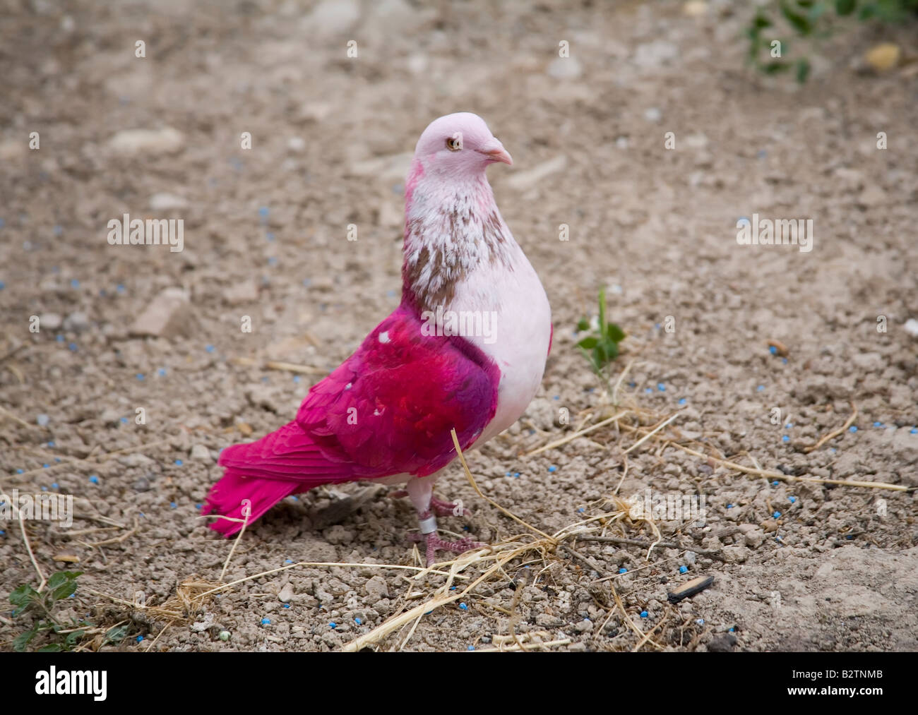 Painted racing pigeons Stock Photo - Alamy