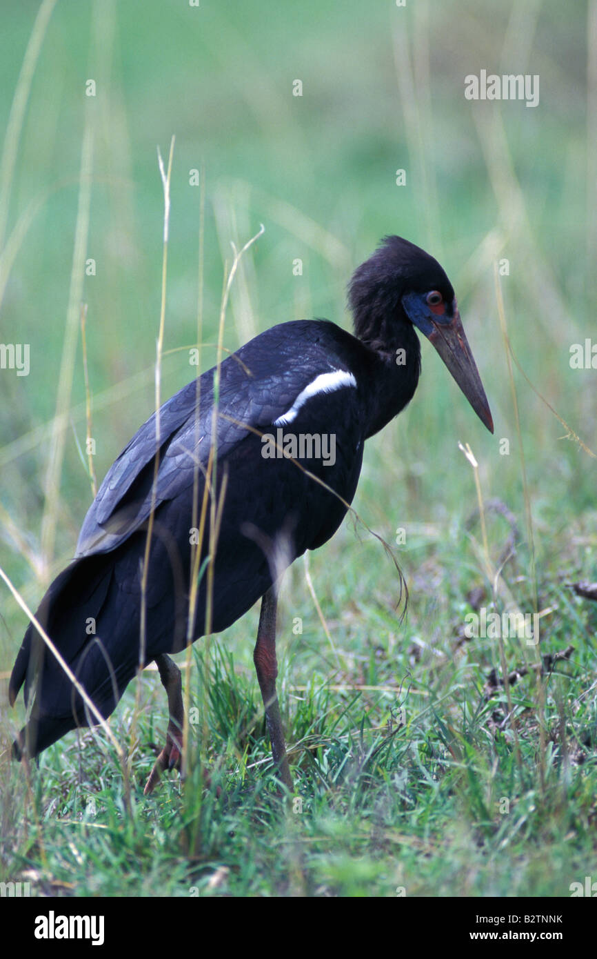 Stork, Abdim's stork, white-belly stork, stork in grass, Maasai Mara ...