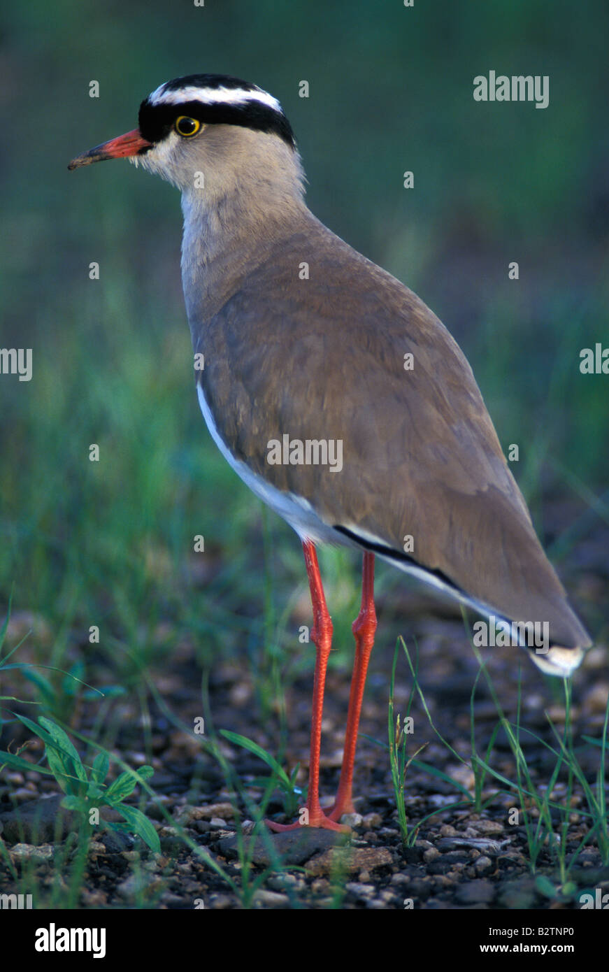 Plover, crowned plover, plover on ground, Sanburu national reserve ...