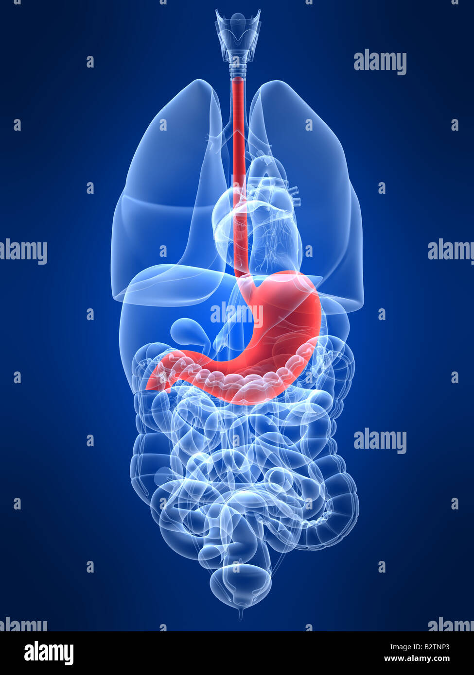 Stomach and pancreas hi-res stock photography and images - Alamy