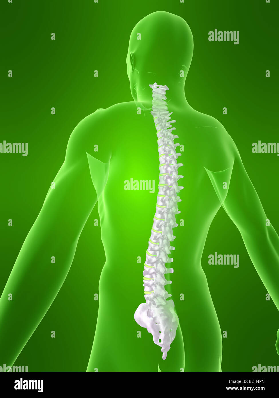 Human skeleton bones spine not artwork hi-res stock photography and ...