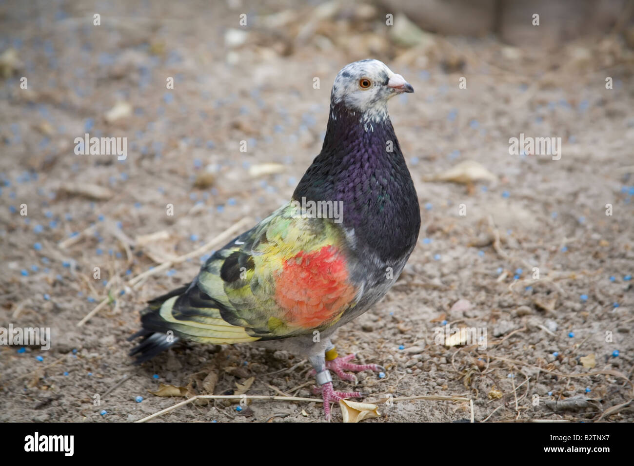 Painted racing pigeons Stock Photo - Alamy