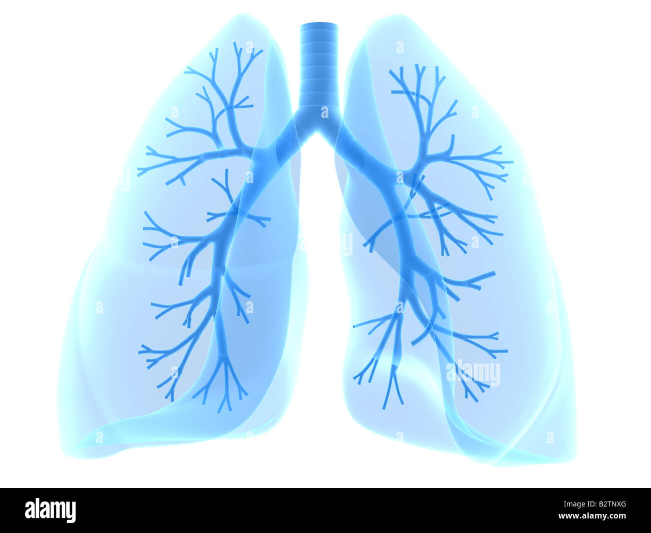 lung and bronchi Stock Photo - Alamy