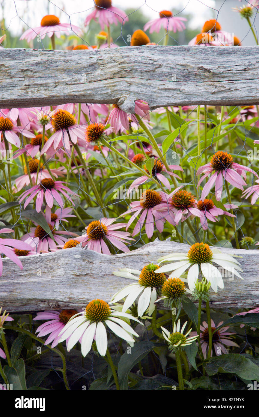 Cone flowers growing up through wood fence Stock Photo - Alamy