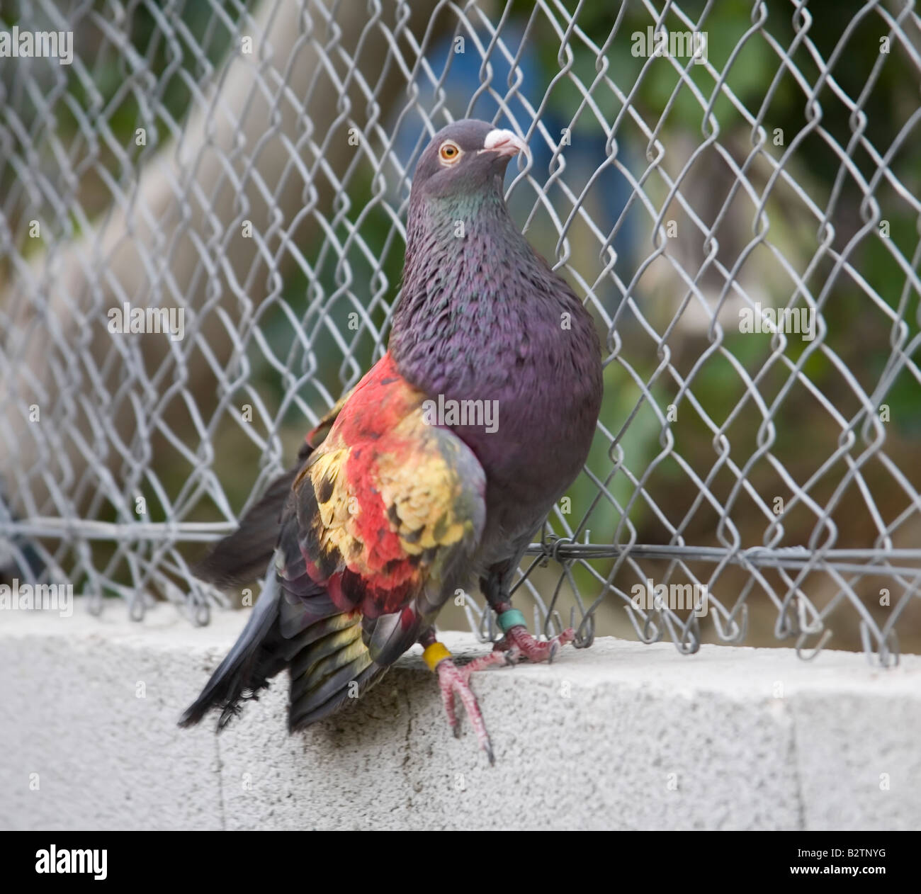 Painted racing pigeons Stock Photo - Alamy
