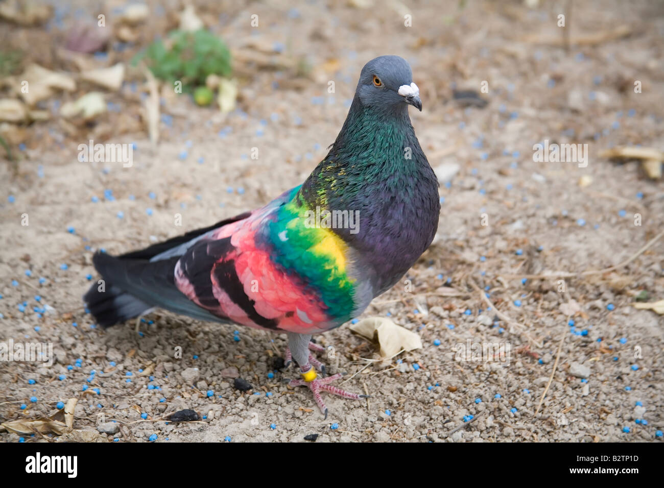 Painted racing pigeons Stock Photo - Alamy