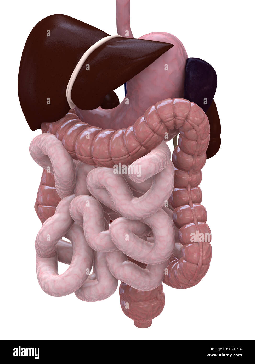 human organ anatomy Stock Photo - Alamy