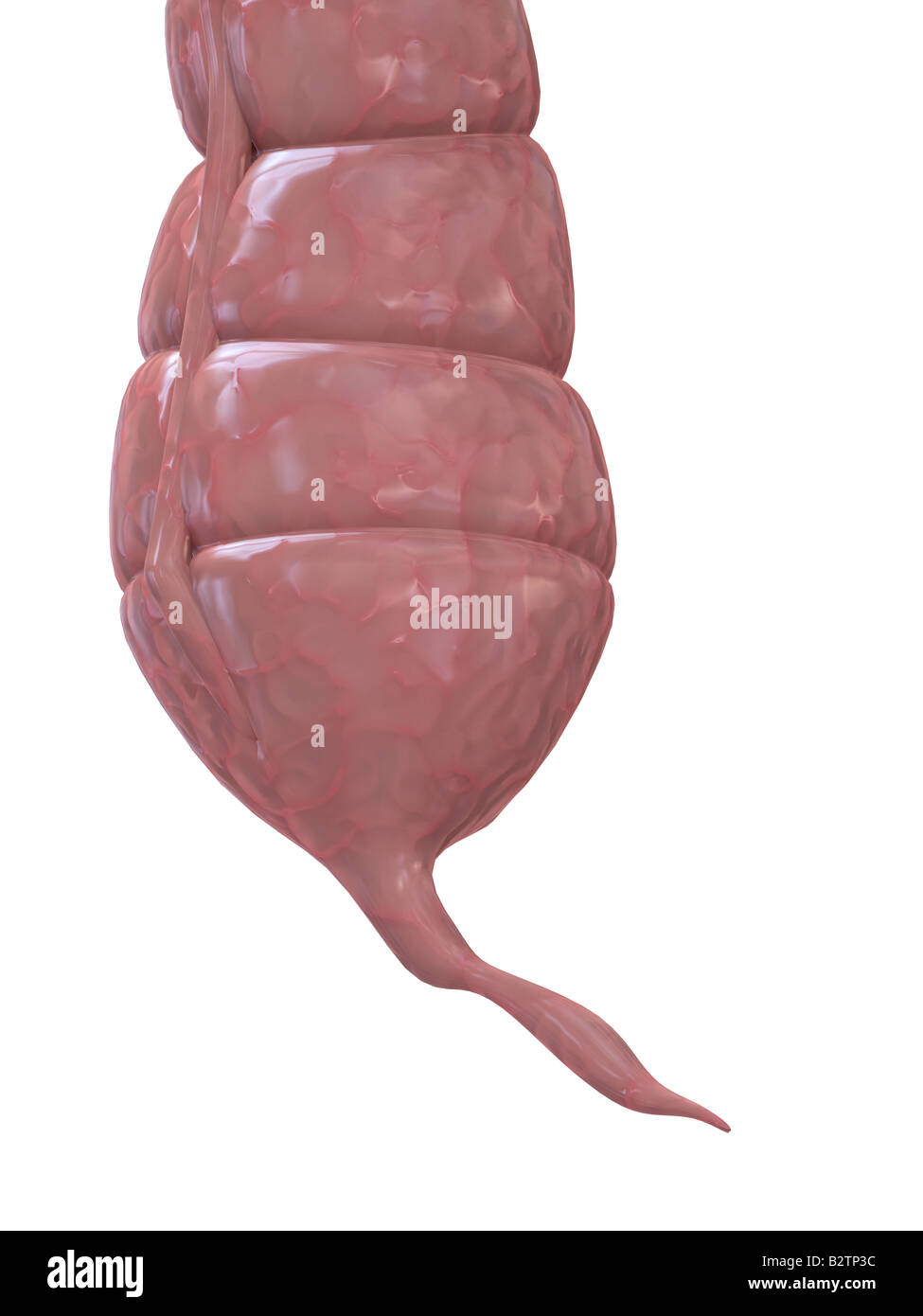 Appendix hi-res stock photography and images - Alamy