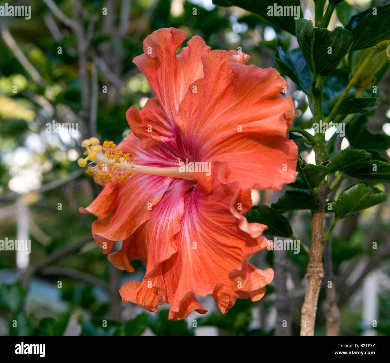 Malvaceae flower hi-res stock photography and images - Alamy