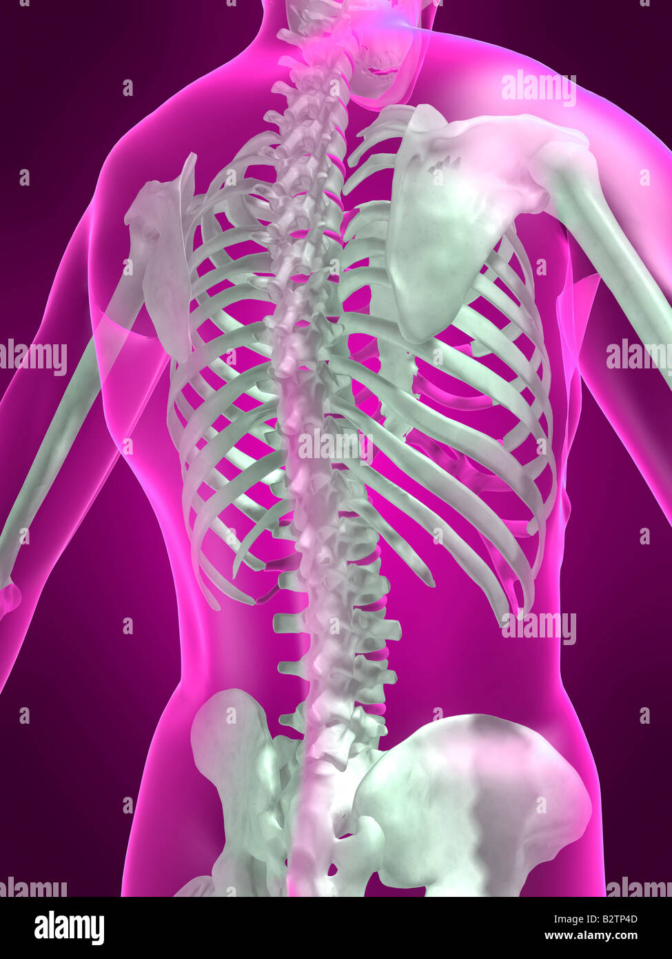 human skeletal back Stock Photo - Alamy