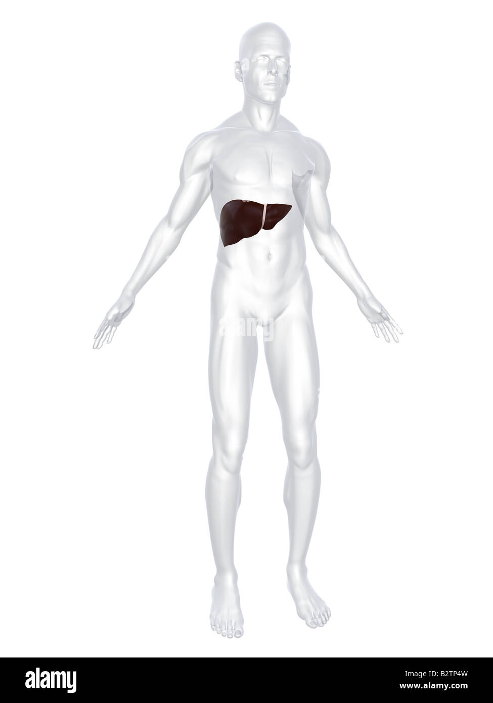 Human anatomy model hi-res stock photography and images - Alamy