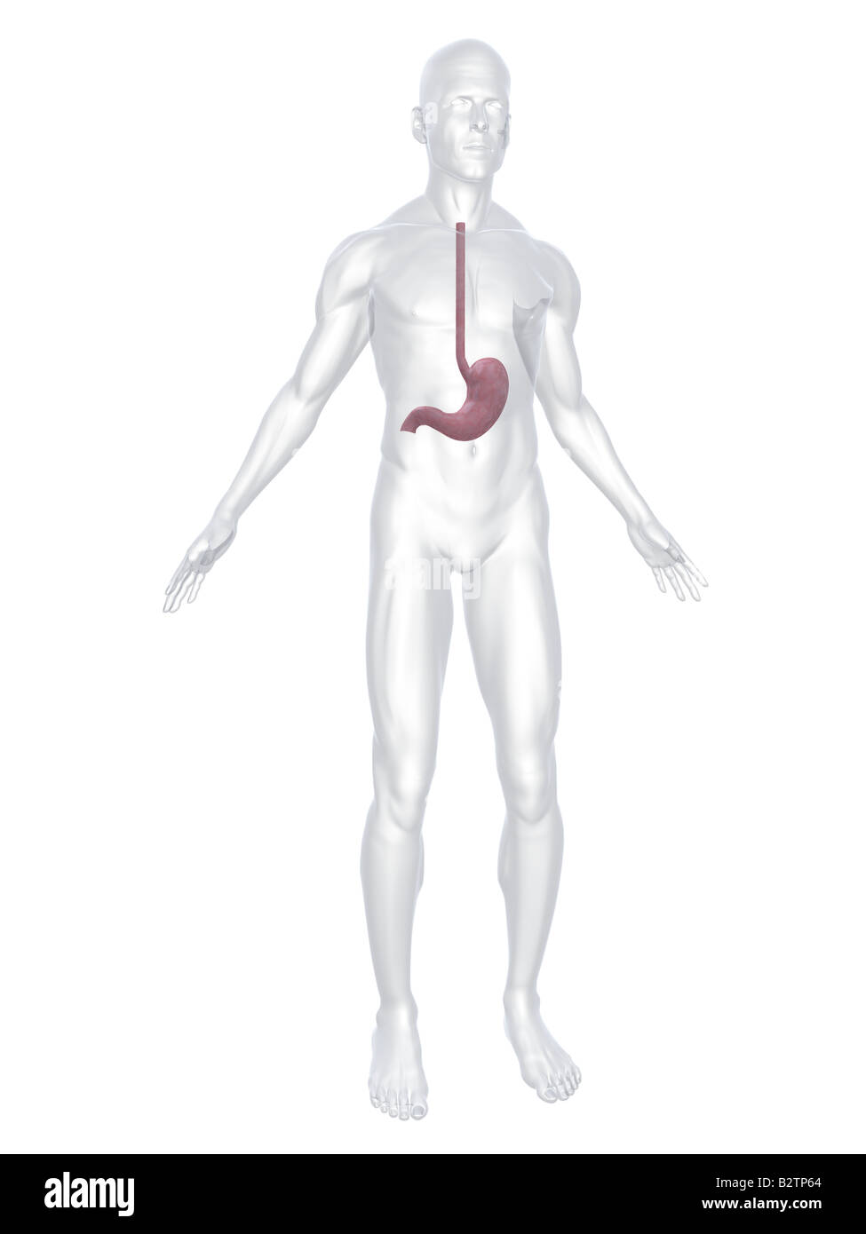 Human stomach internal organ Cut Out Stock Images & Pictures - Alamy