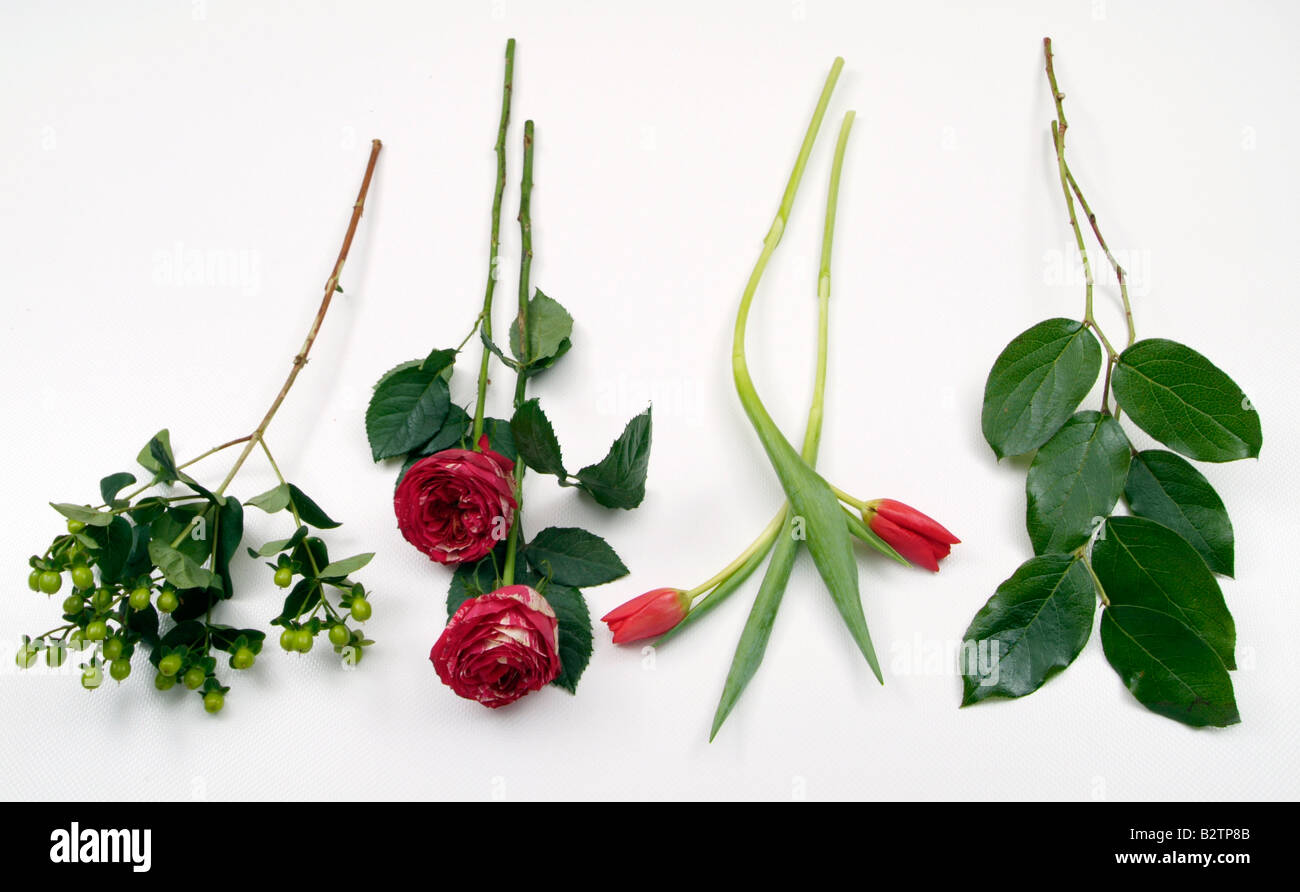 Elements for making a flower arrangement. Roses, tulips, greenery Stock ...