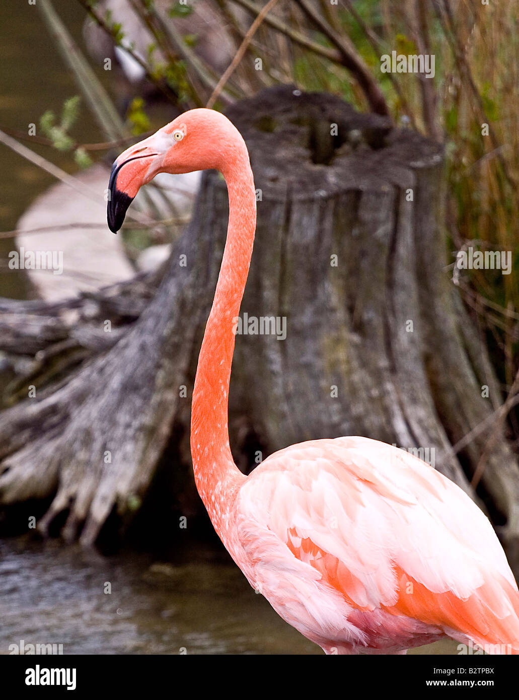 pictures of the wild animals Stock Photo - Alamy