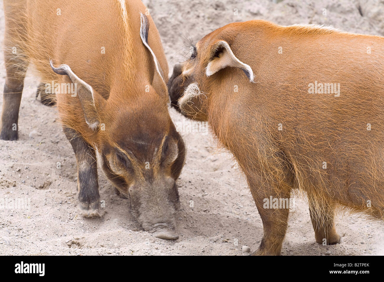 Coarse hair hi-res stock photography and images - Alamy