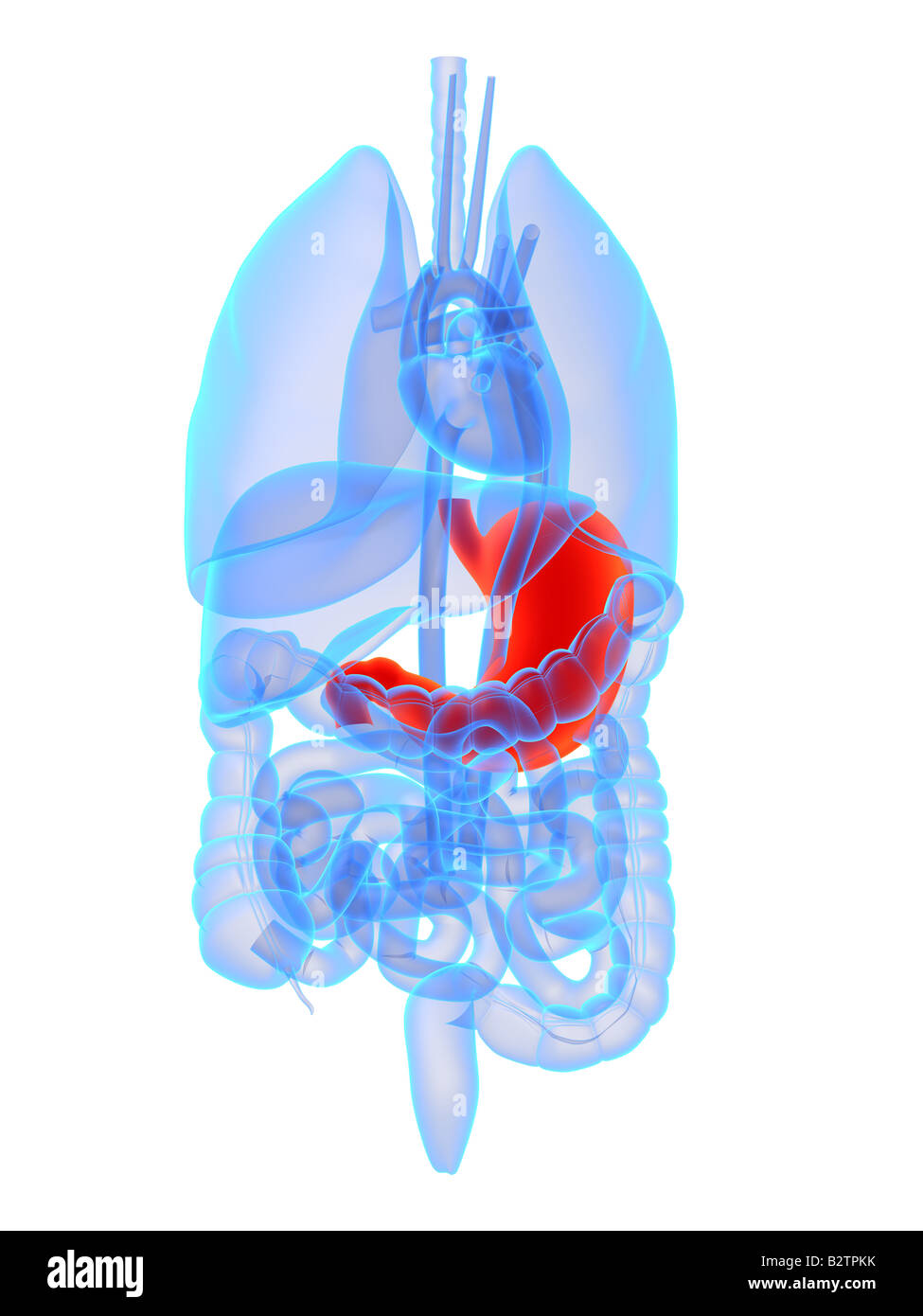 Human stomach stomach hi-res stock photography and images - Alamy