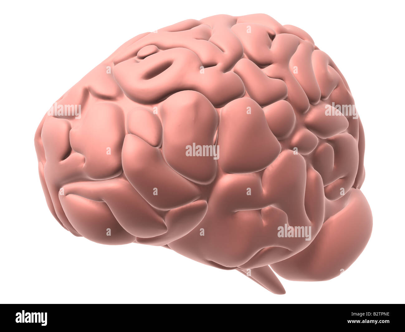 Anatomical model of human brain hi-res stock photography and images - Alamy