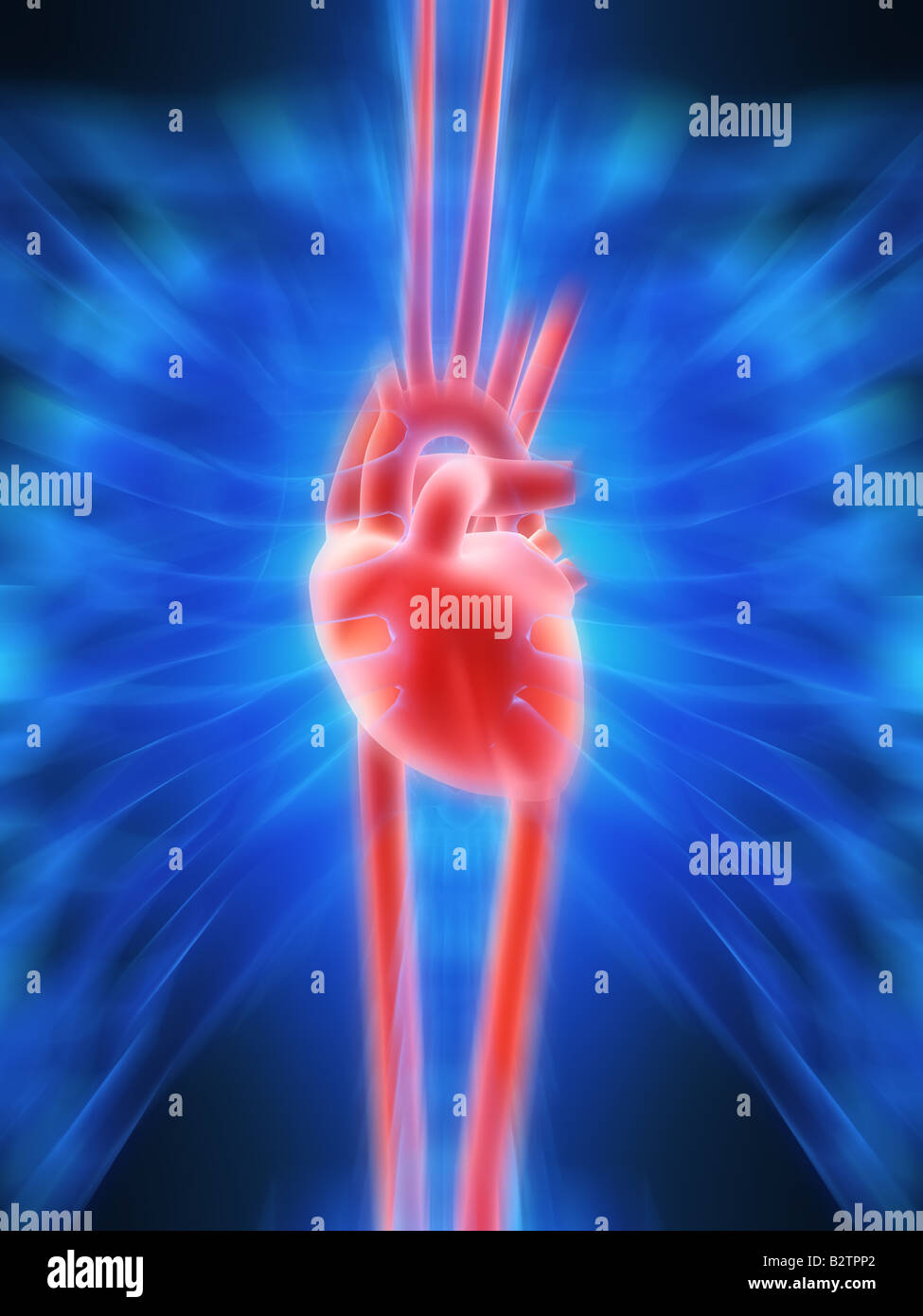 Physiology of the heart hi-res stock photography and images - Alamy
