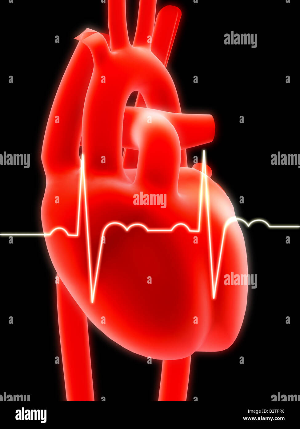 Heartbeat anatomy hi-res stock photography and images - Alamy