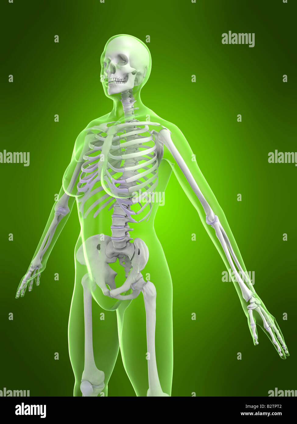 female skeleton Stock Photo - Alamy