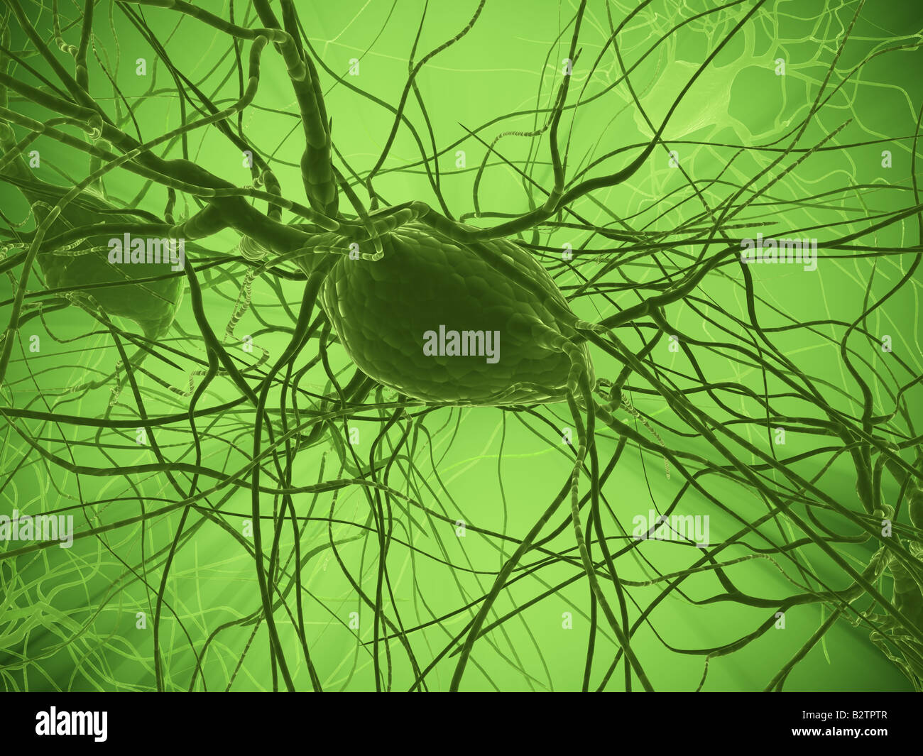 Human neuron hi-res stock photography and images - Alamy