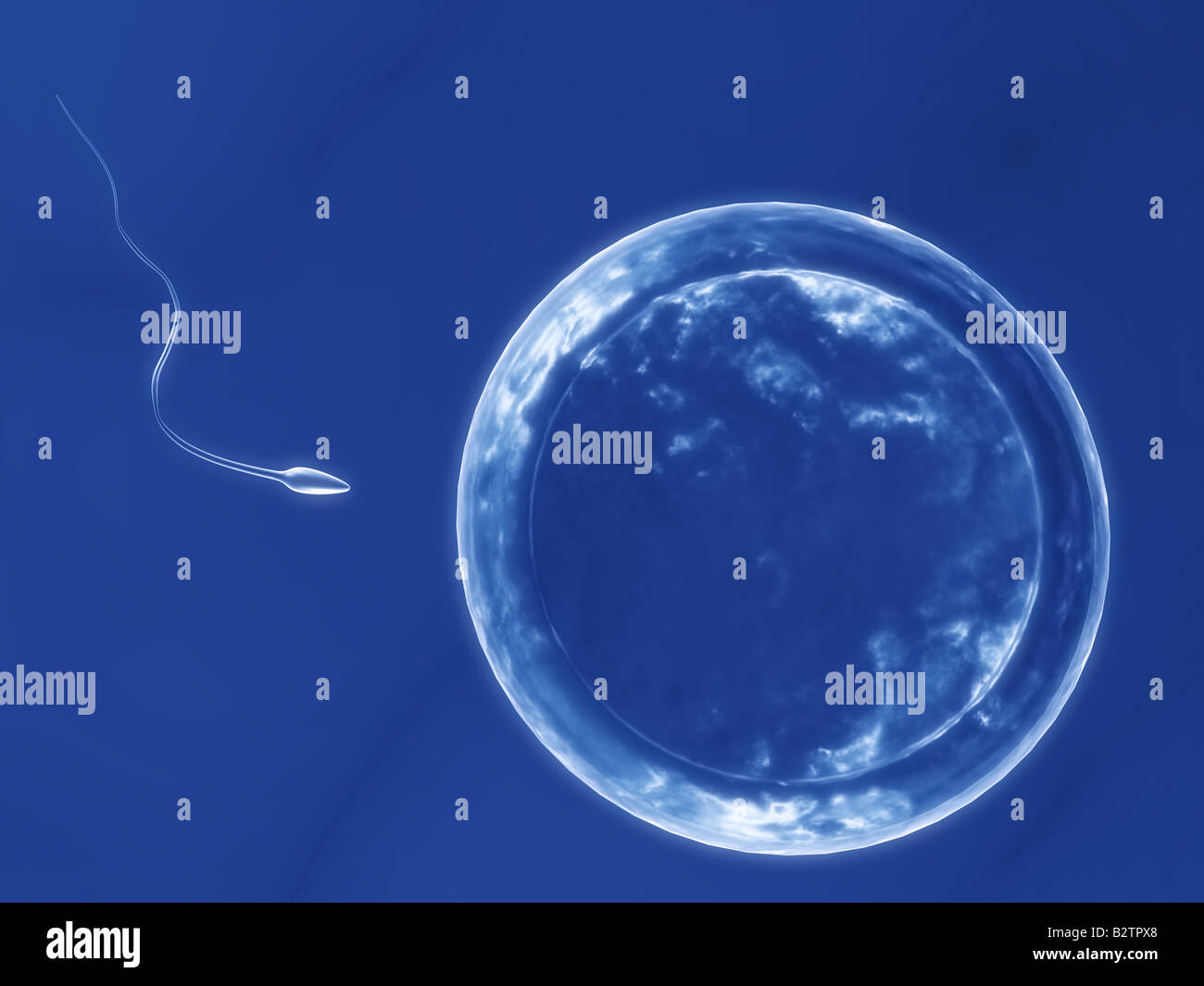 human egg and sperm Stock Photo - Alamy