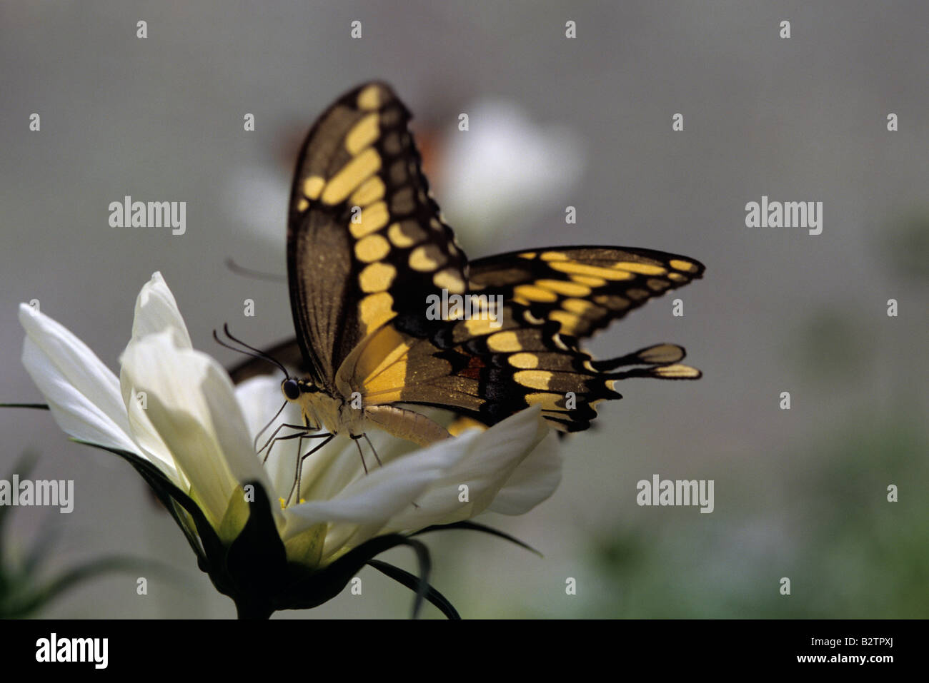Giant swallowtail perched on a white flower at the Woodland Park Zoo ...