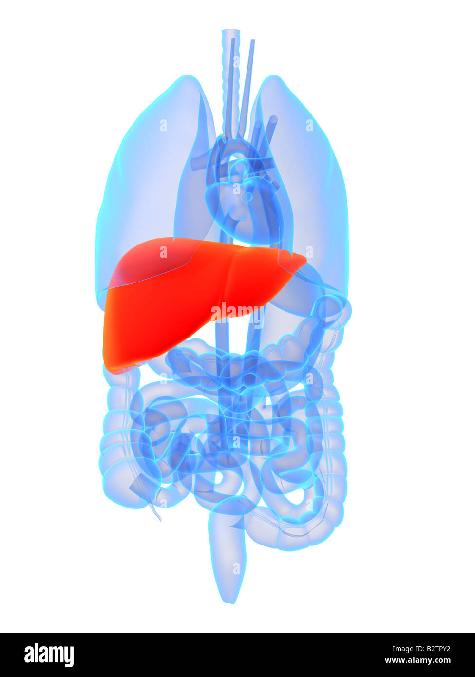 Human liver and gallbladder hi-res stock photography and images - Alamy