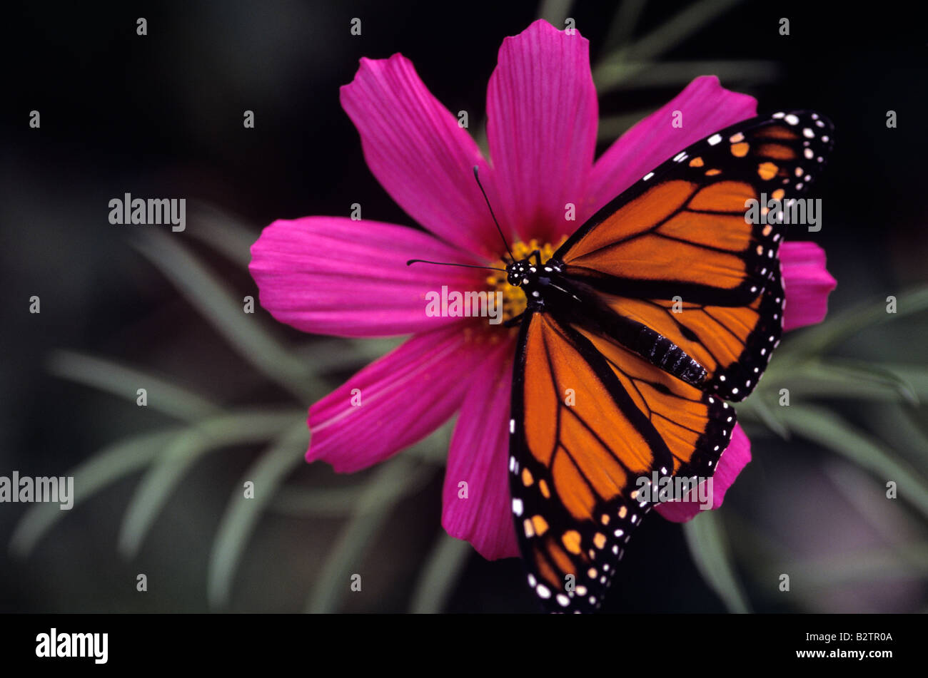 Monarch butterfly on flower at the Butterfly exhibit at the Woodland ...