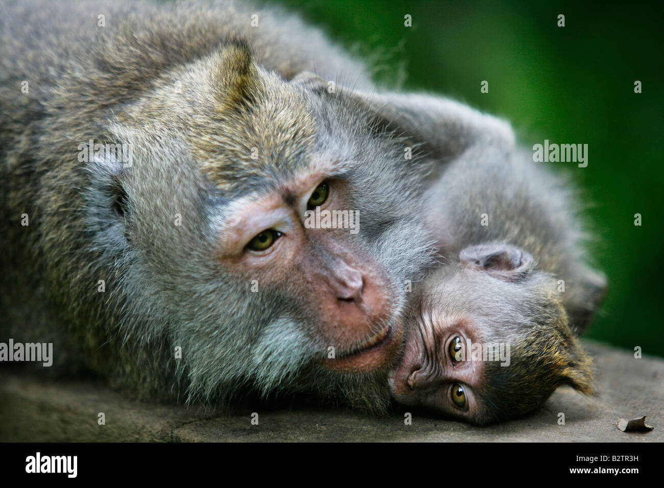 Wild macaque monkeys in the lush rainforests of Central Bali Indonesia ...
