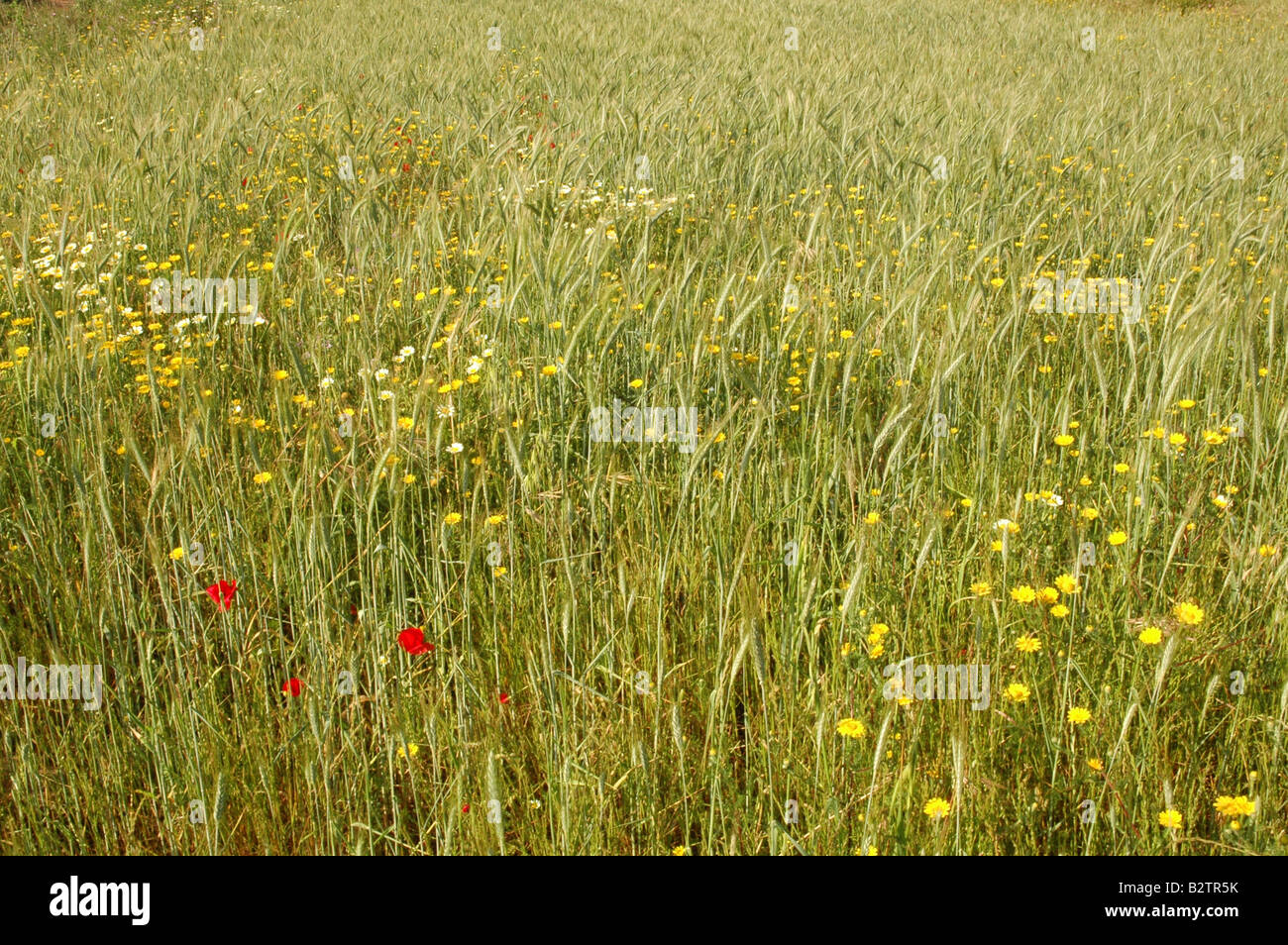 A wild meadow with daisies and poppies in the Algarve, Portugal Stock ...