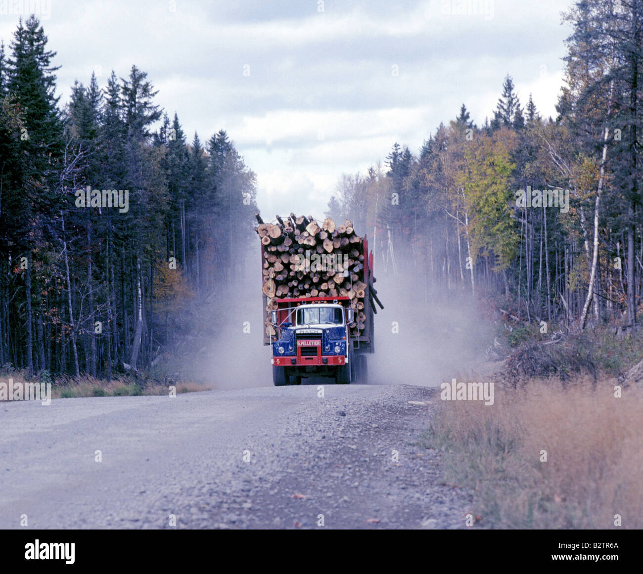 A logging truck filled with spruce and fir trees rumbles along a dusty ...