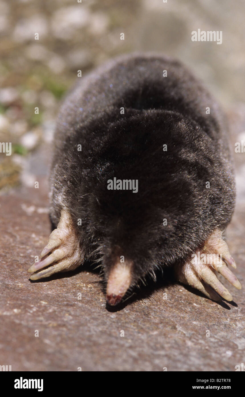 Mole on rock in backyard of home Marysville Washington State USA Stock ...