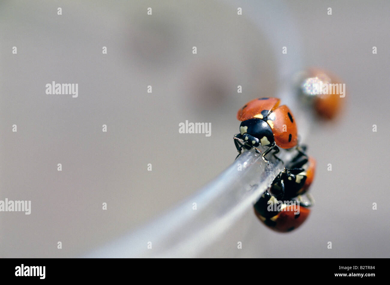 Lady bugs along lip of a plastic cup Stock Photo - Alamy
