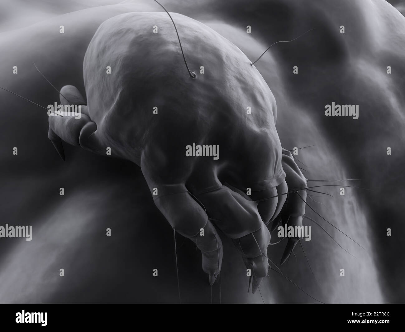 Isolated mite hi-res stock photography and images - Alamy