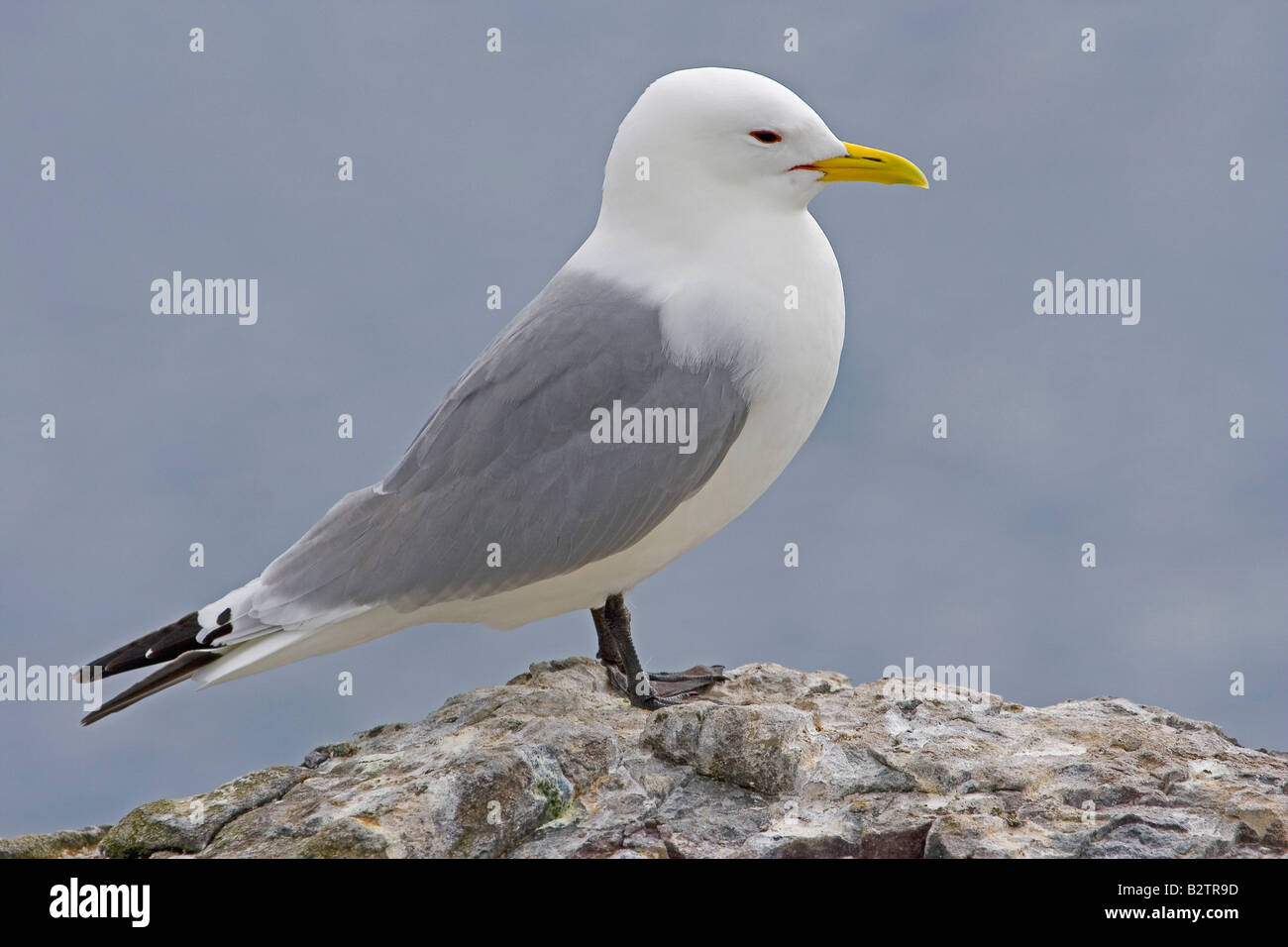 KITTIWAKE RISSA TRIDACTYLA ON ROCK Stock Photo - Alamy