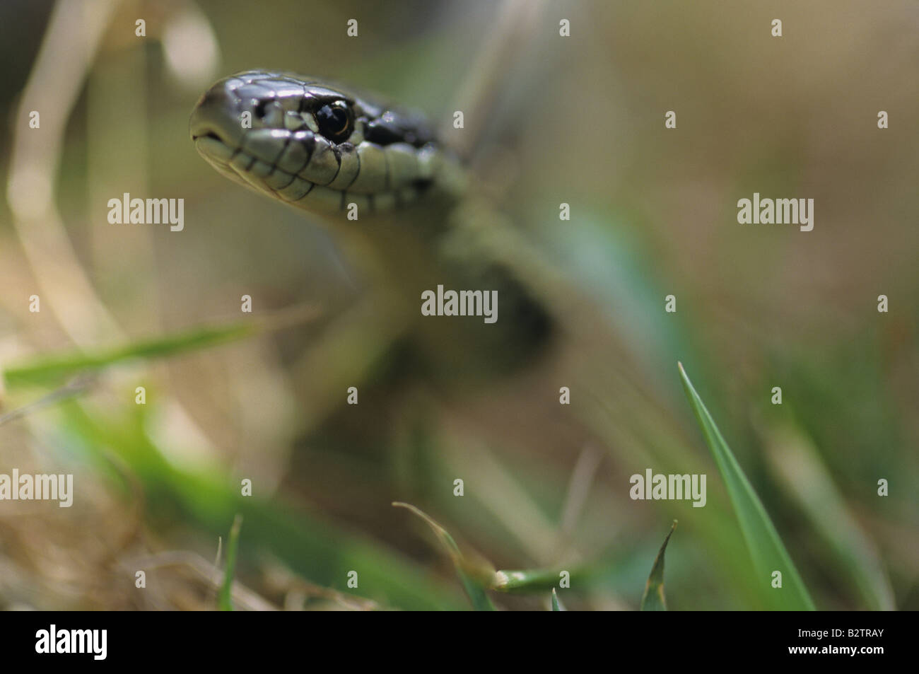 Garter snake slipping slithering through grass Lake Pleasant Bothell ...