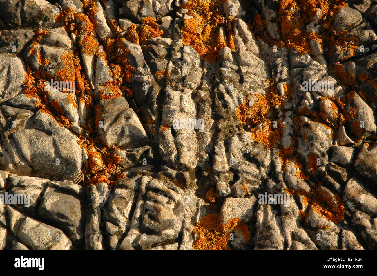 Orange moss on a sunny craggy rock Stock Photo - Alamy