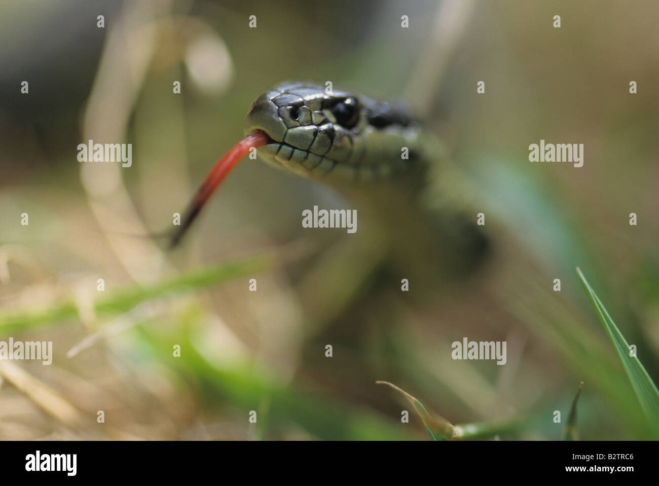 Garter snake in grass with tongue slipping out Lake Pleasant Bothell ...