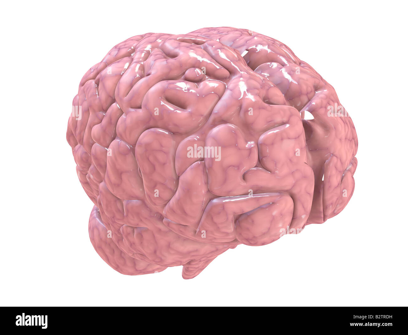 Human brain isolated transparent showing hi-res stock photography and ...