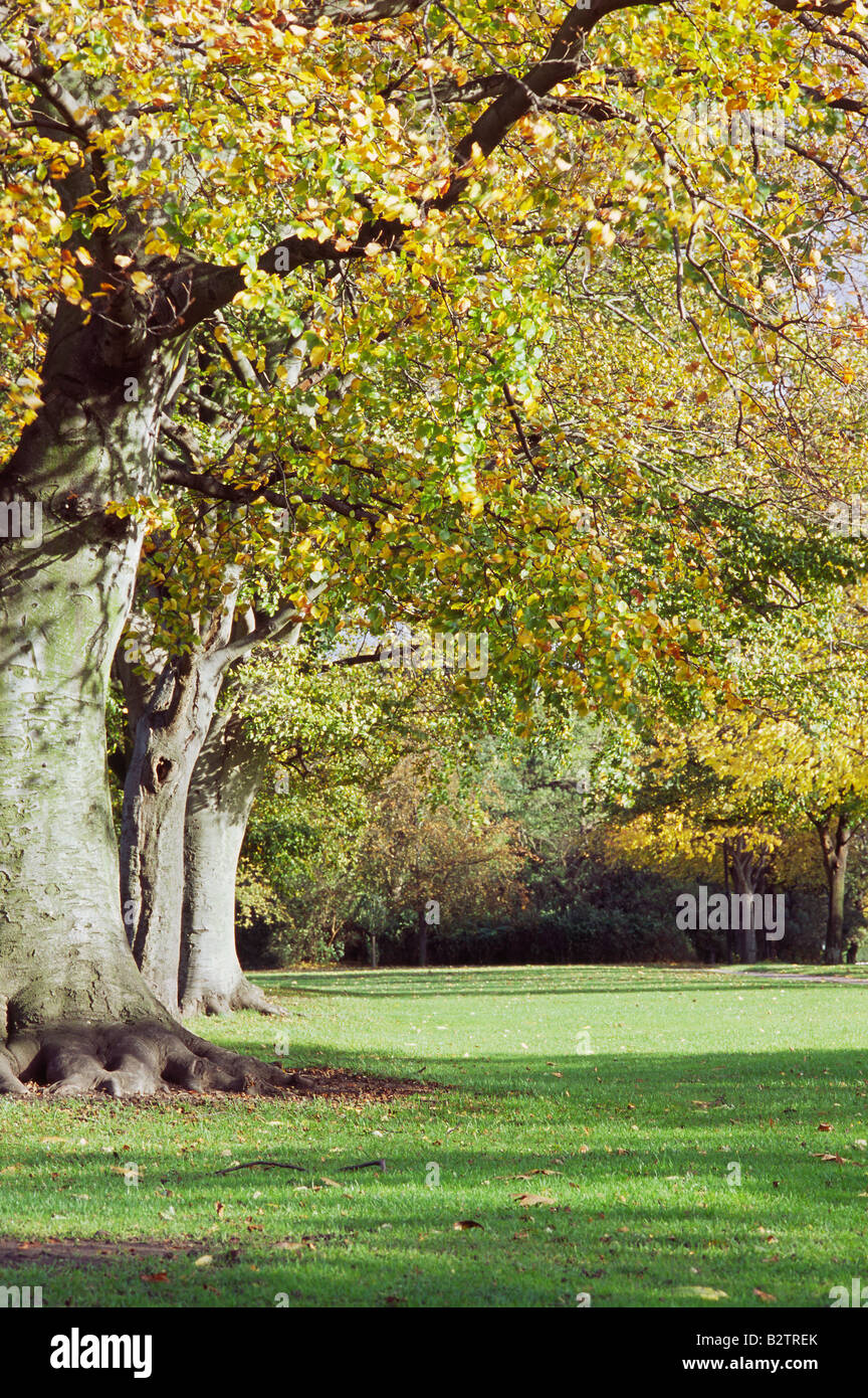 Lonely tree on windy day hi-res stock photography and images - Alamy